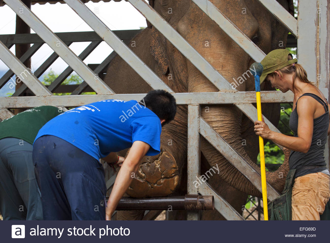 Elephant Rehabilitation Centre High Resolution Stock Photography and ...