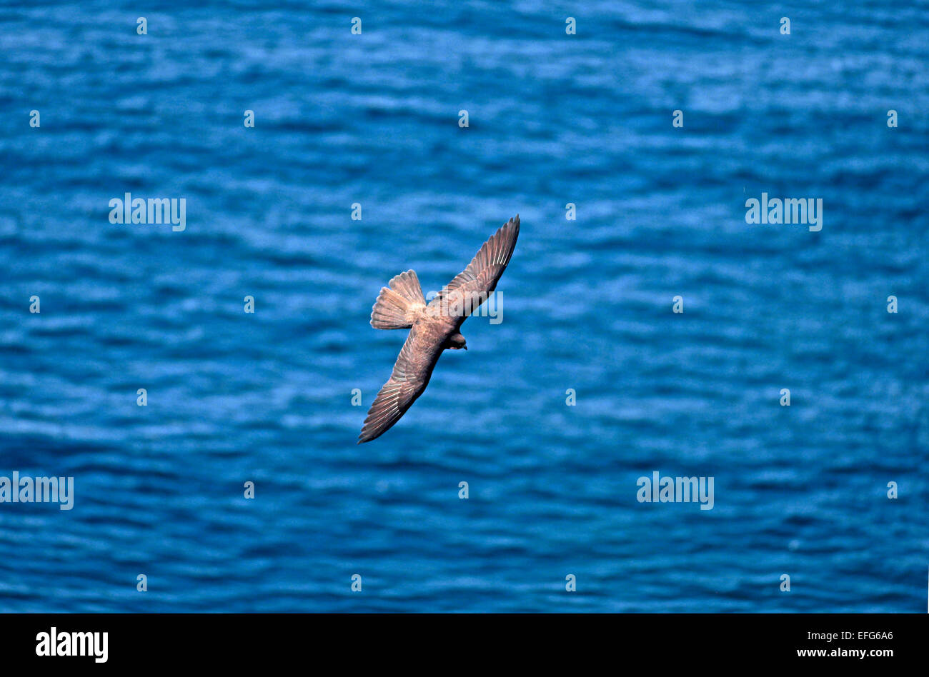 Eleonora's Falcon (Falco eleonorae) in flight over the sea Stock Photo ...