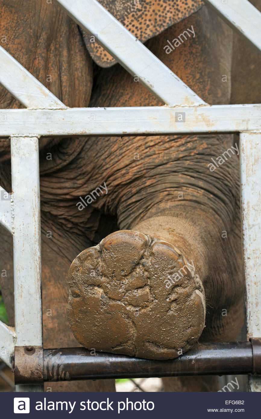 Pad Feet Stock Photos & Pad Feet Stock Images - Alamy