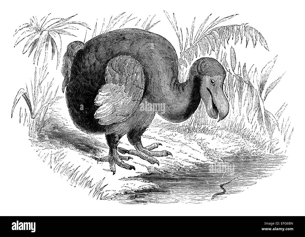 Dodo bird Black and White Stock Photos & Images - Alamy