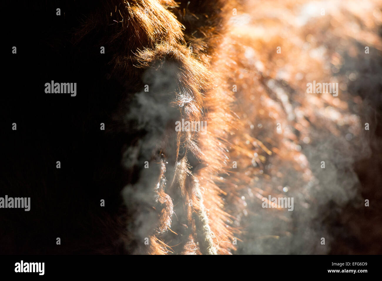 Cows breathing steam hi-res stock photography and images - Alamy