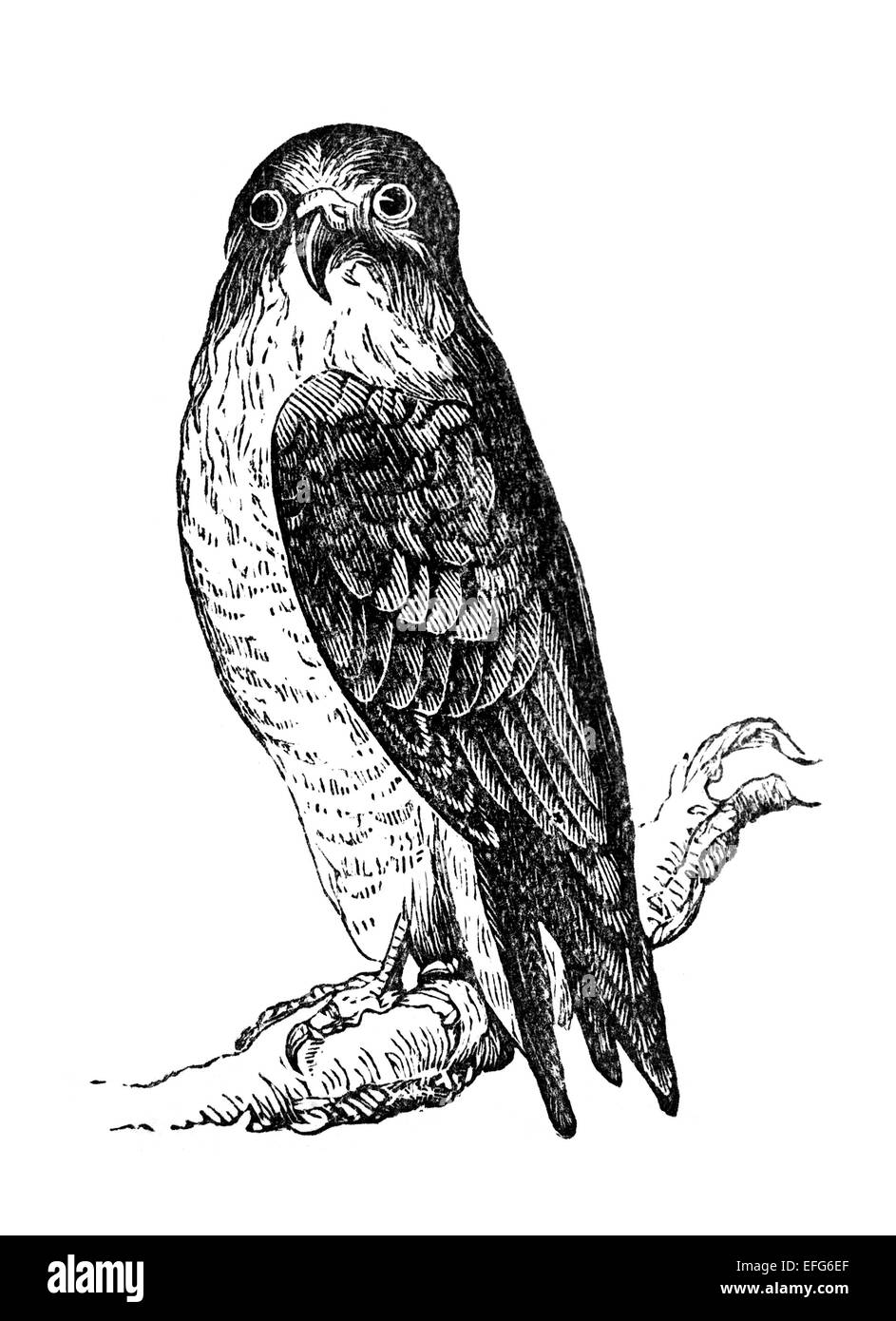 Peregrine falcon Cut Out Stock Images & Pictures - Alamy