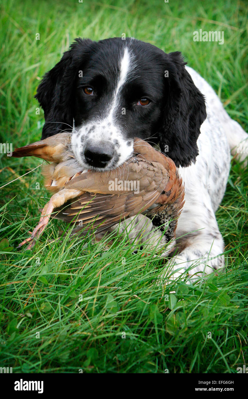 Retrieved from animals hi-res stock photography and images - Alamy