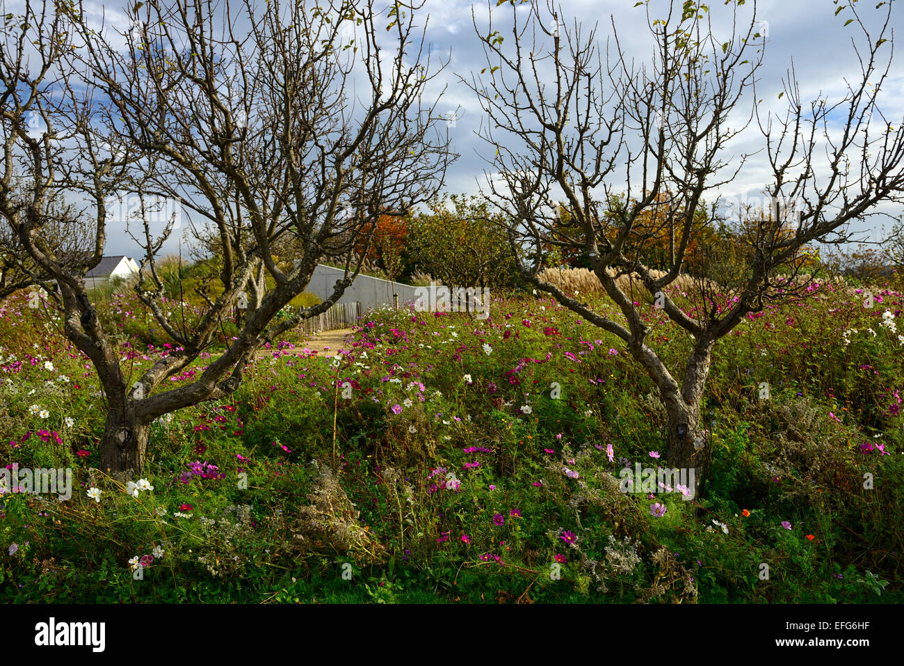 orchard garden wildflower meadow bee bees pollinating pollination apple ...