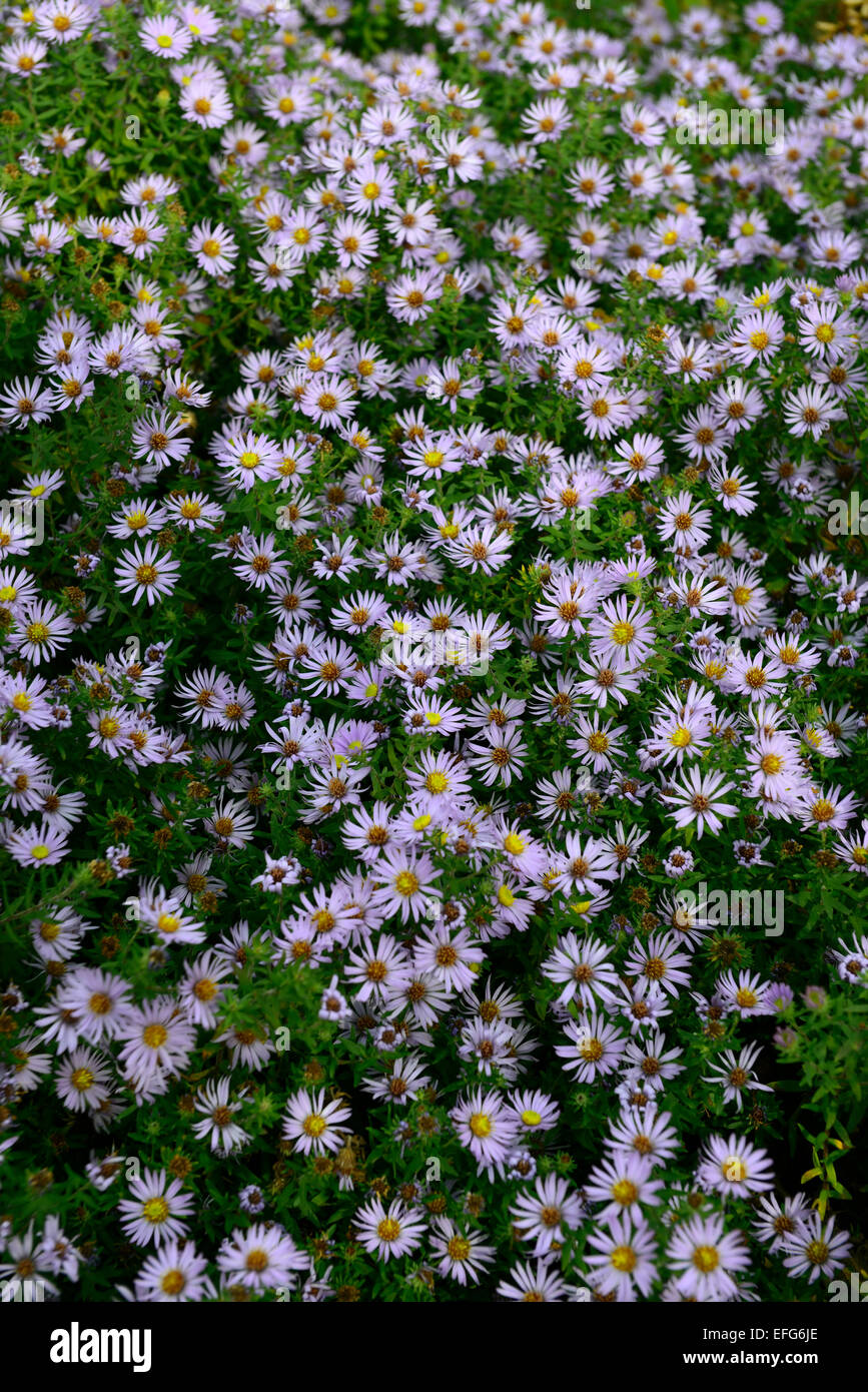 Aster frikartii ‘monch’ hi-res stock photography and images - Alamy