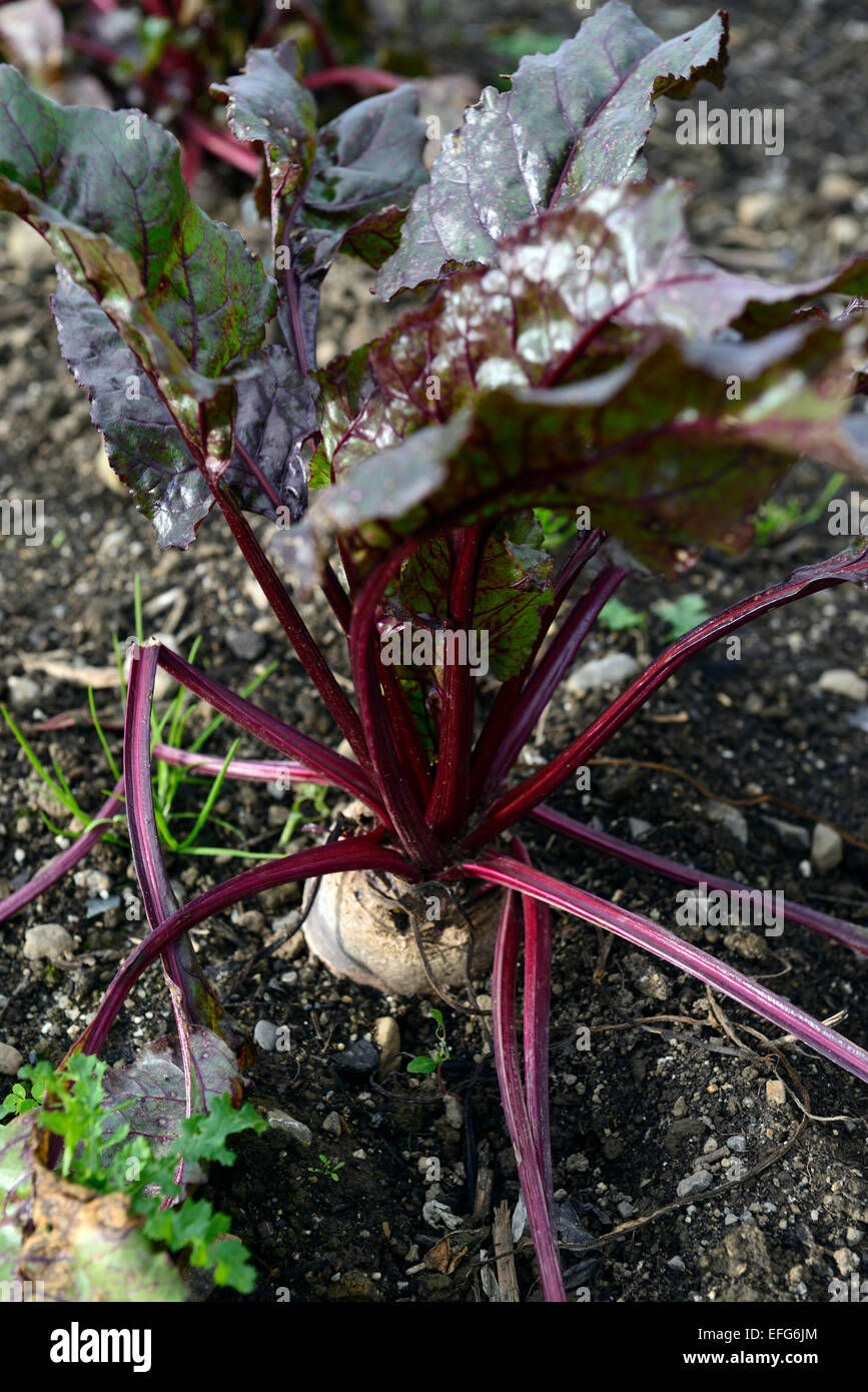 Beta vulgaris leaves hi-res stock photography and images - Alamy