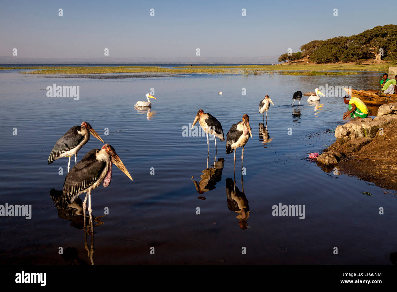 Marabou Storks (Leptoptilos Crumeniferus), At The Fish Market, Lake ...