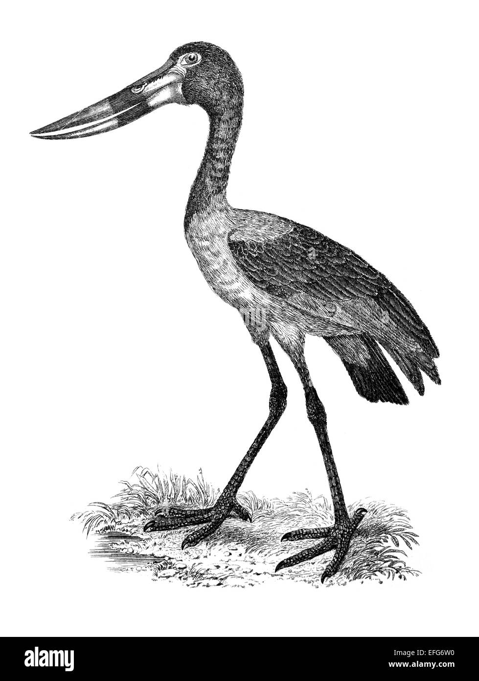 Jabiru illustration Black and White Stock Photos & Images - Alamy