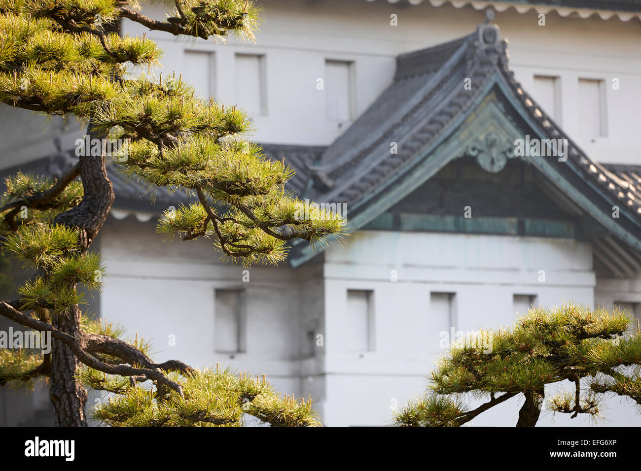 Japanese tree protection hi-res stock photography and images - Alamy