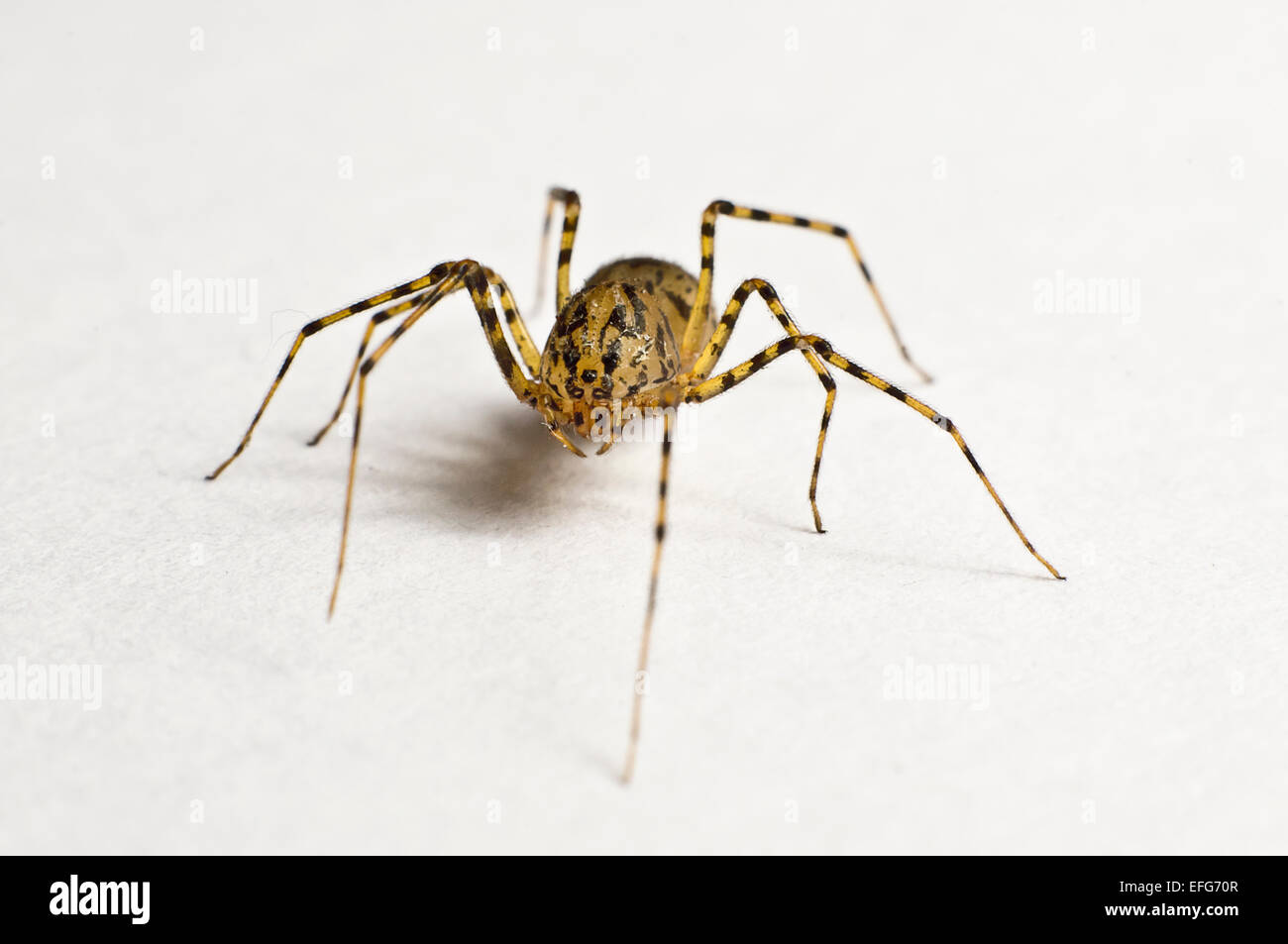 Spitting Spider Macro Stock Photo - Alamy