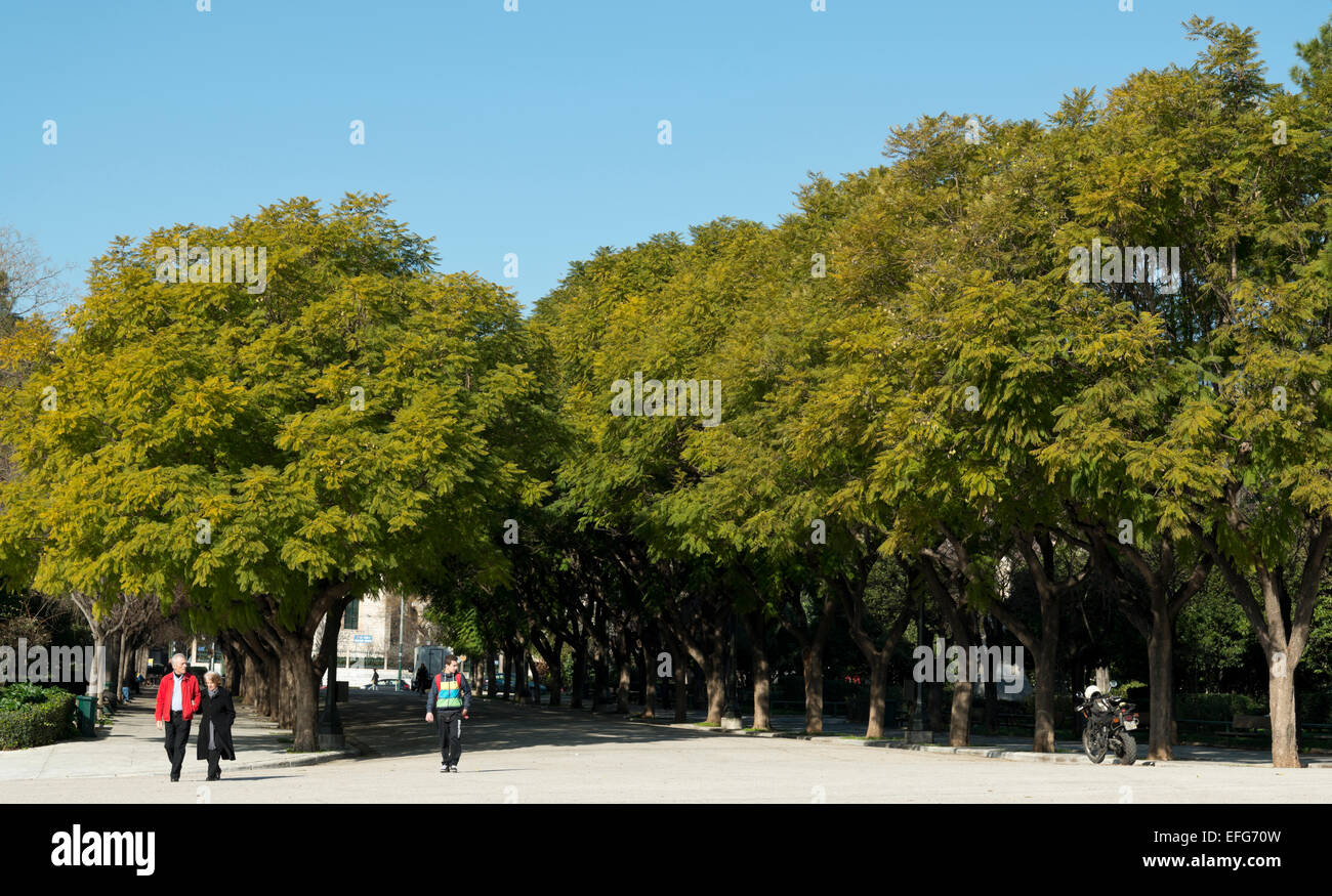 Avenue of trees in the national gardens of Greece in Athens Stock Photo ...