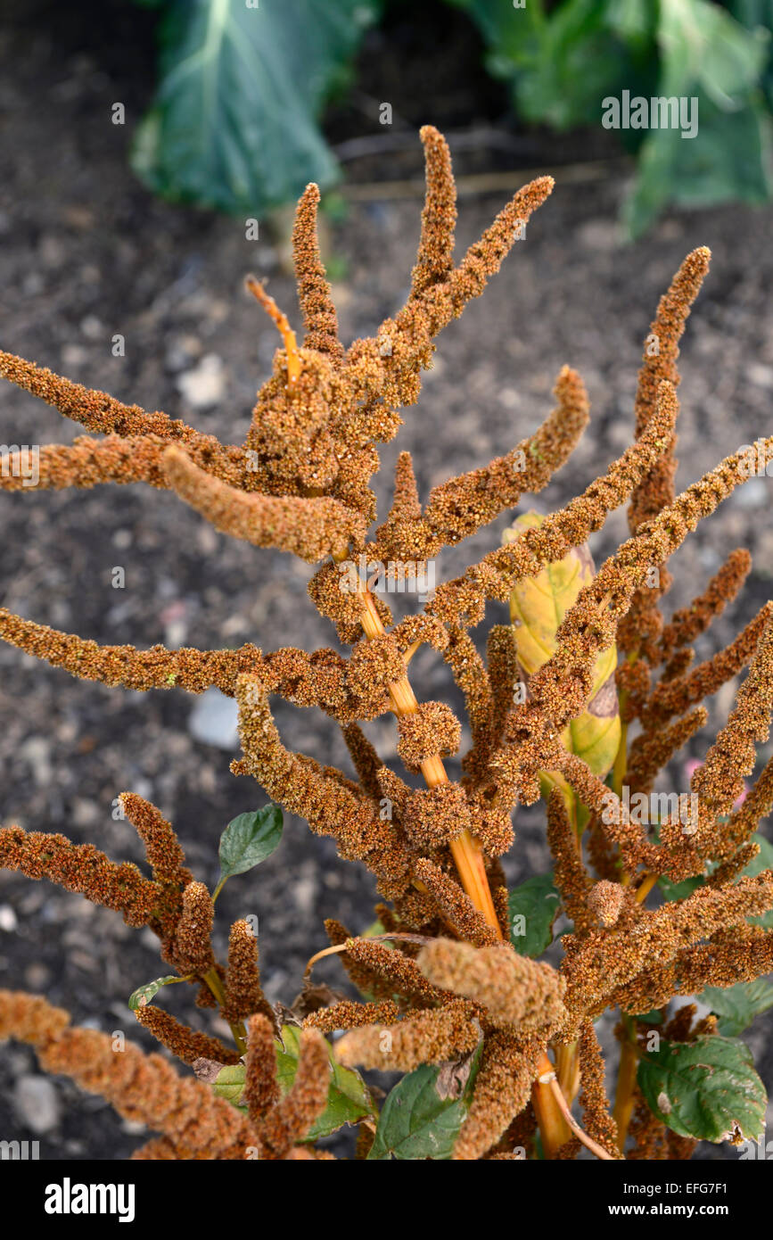 amaranthus cruentus golden amaranth giant fall autumn autumnal orange ...