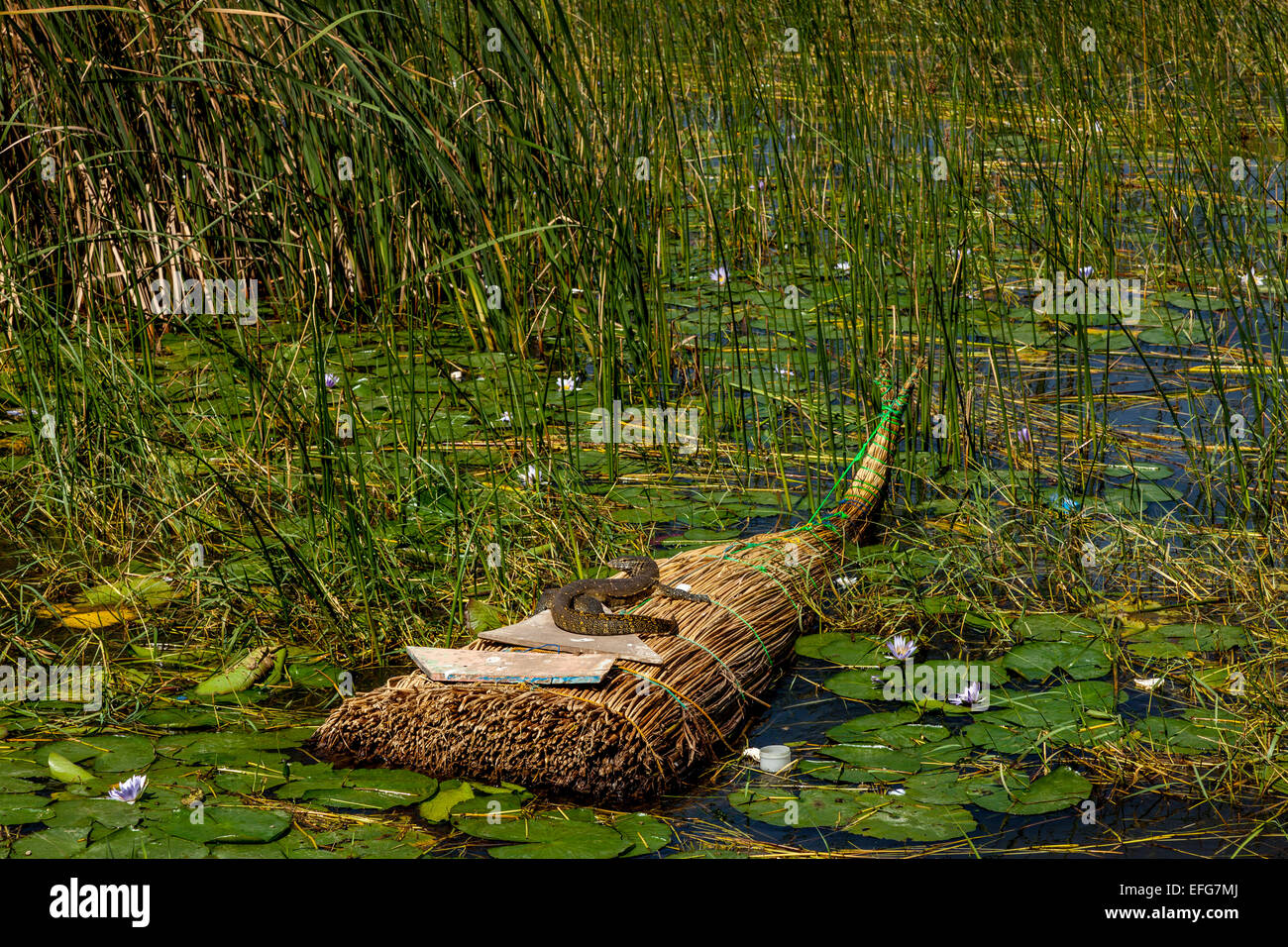 Ethiopian lizard hi-res stock photography and images - Alamy