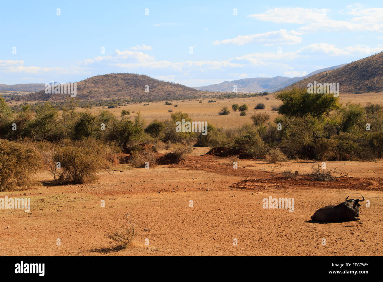 Pilanesberg national park wildlife hi-res stock photography and images ...
