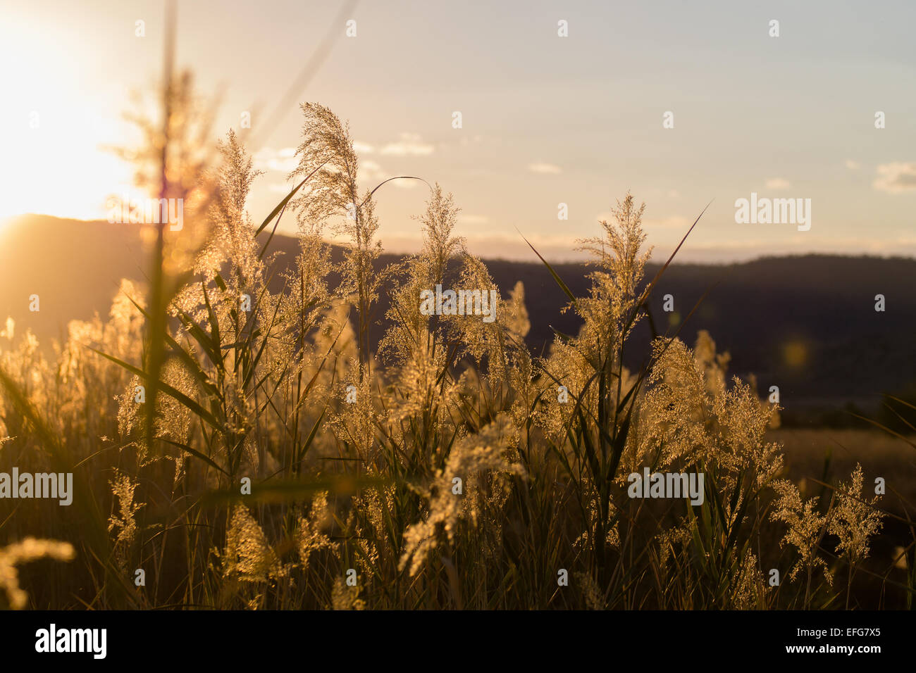 Grass in backlight Stock Photo - Alamy