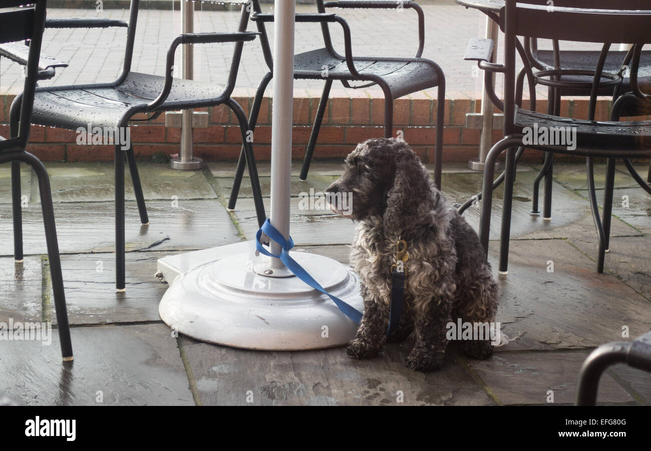 Dog tied up outside a cafe Stock Photo - Alamy