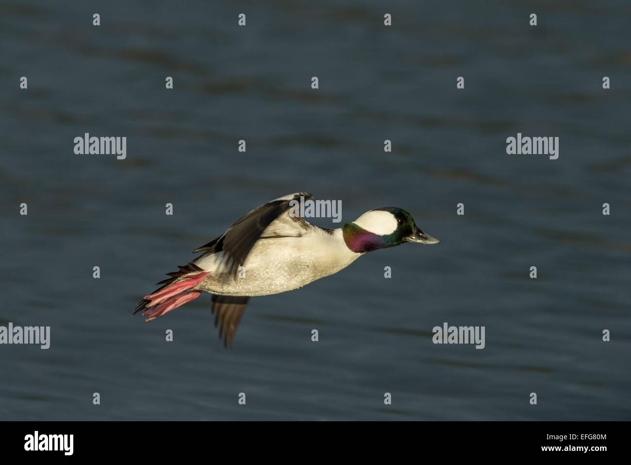 Duck flying over water hi-res stock photography and images - Alamy