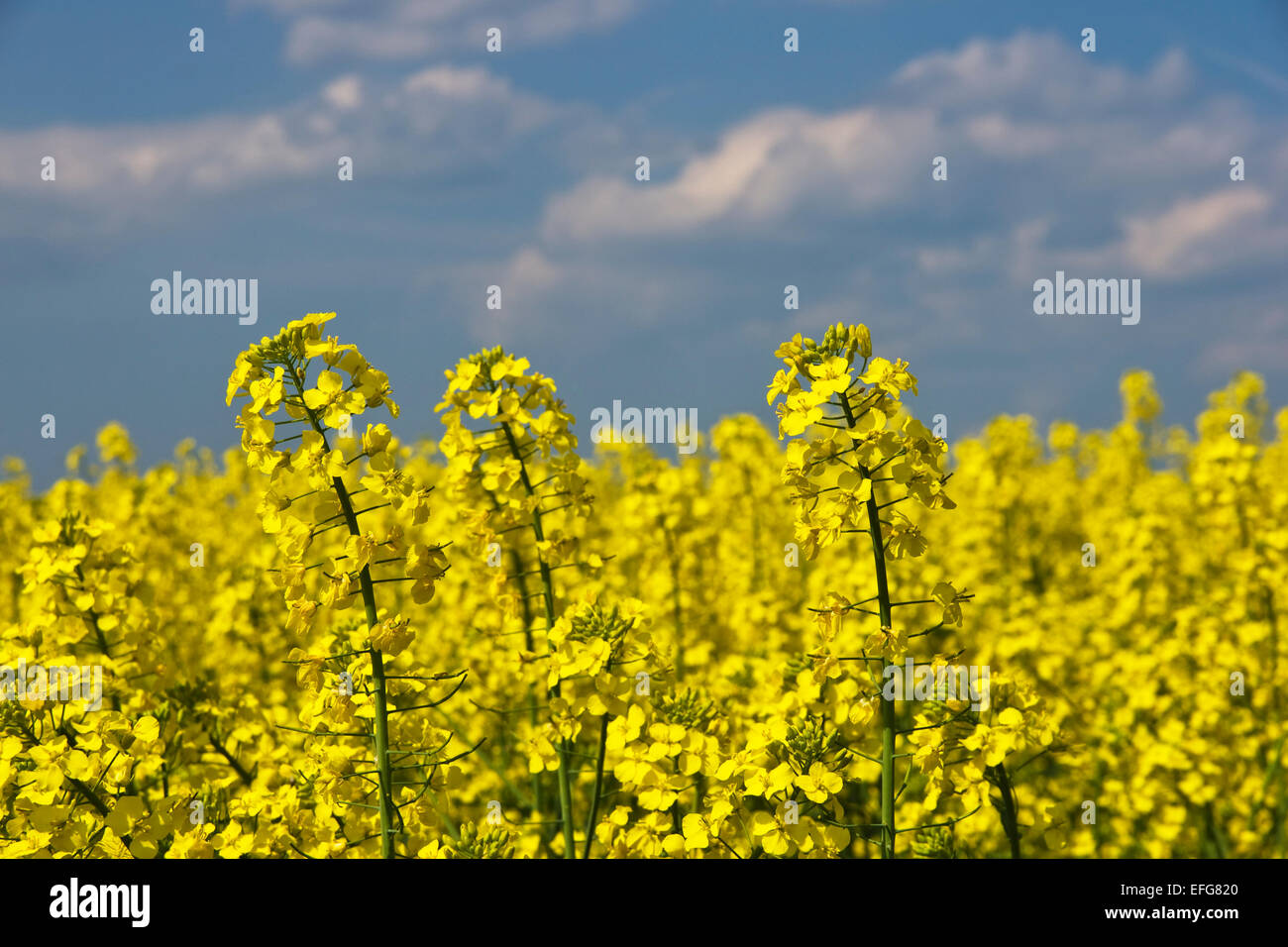 Blooming canola on the field close up Stock Photo - Alamy
