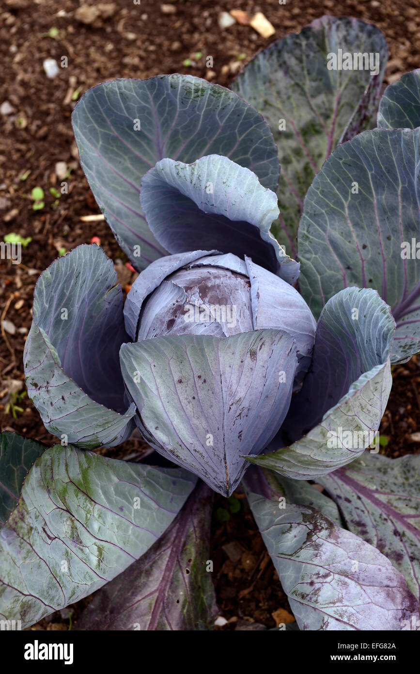 red cabbage rodima brassica cabbages vegetables veg veggies closeup ...