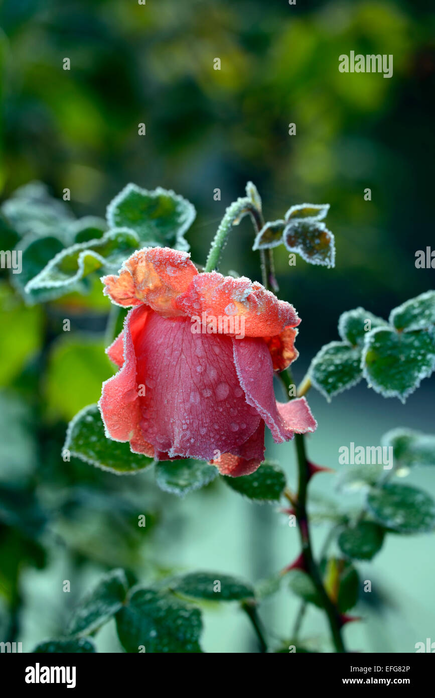 frost cover covered frosty rose rosa alexander garden gardening backlit ...