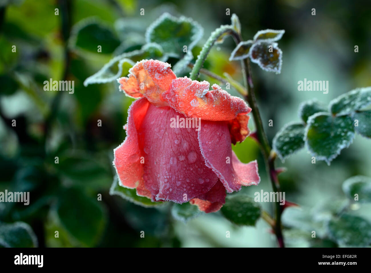 frost cover covered frosty rose rosa alexander garden gardening backlit ...