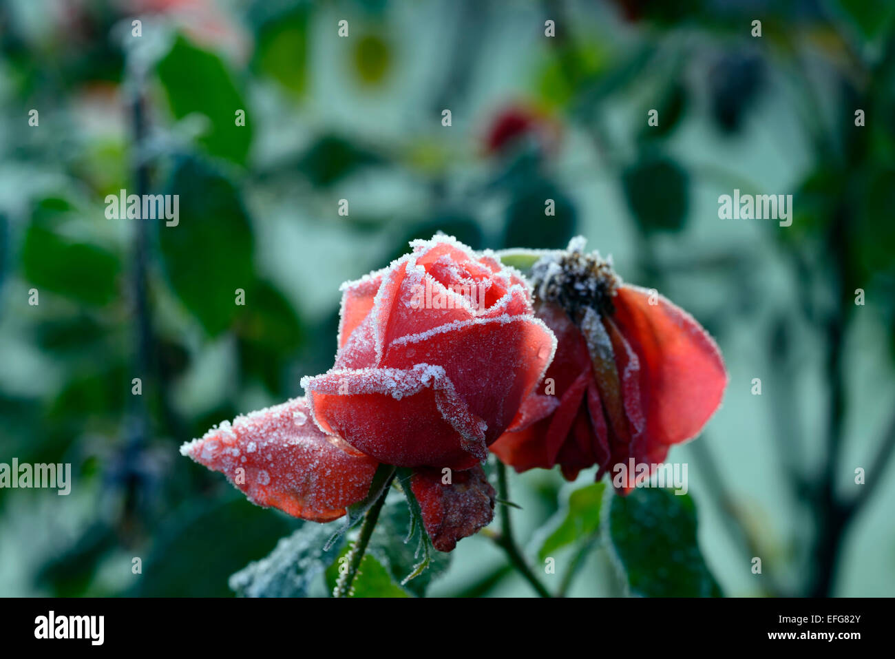 frost cover covered frosty rose rosa alexander garden gardening backlit ...