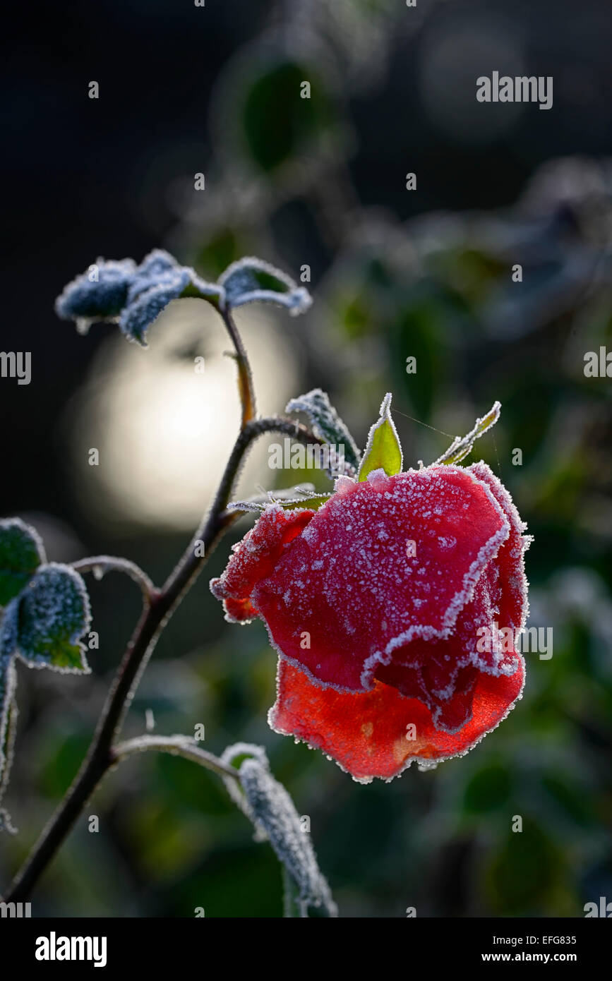 frost cover covered frosty rose rosa alexander garden gardening backlit ...
