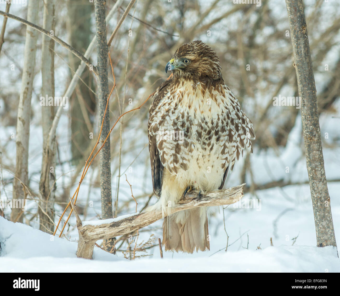 Red tailed hawk perched hi-res stock photography and images - Alamy
