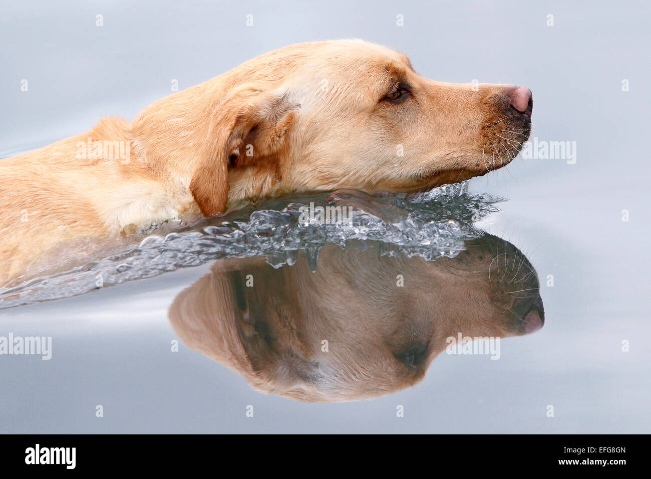 Golden labrador retriever swimming in lake, close up Stock Photo - Alamy
