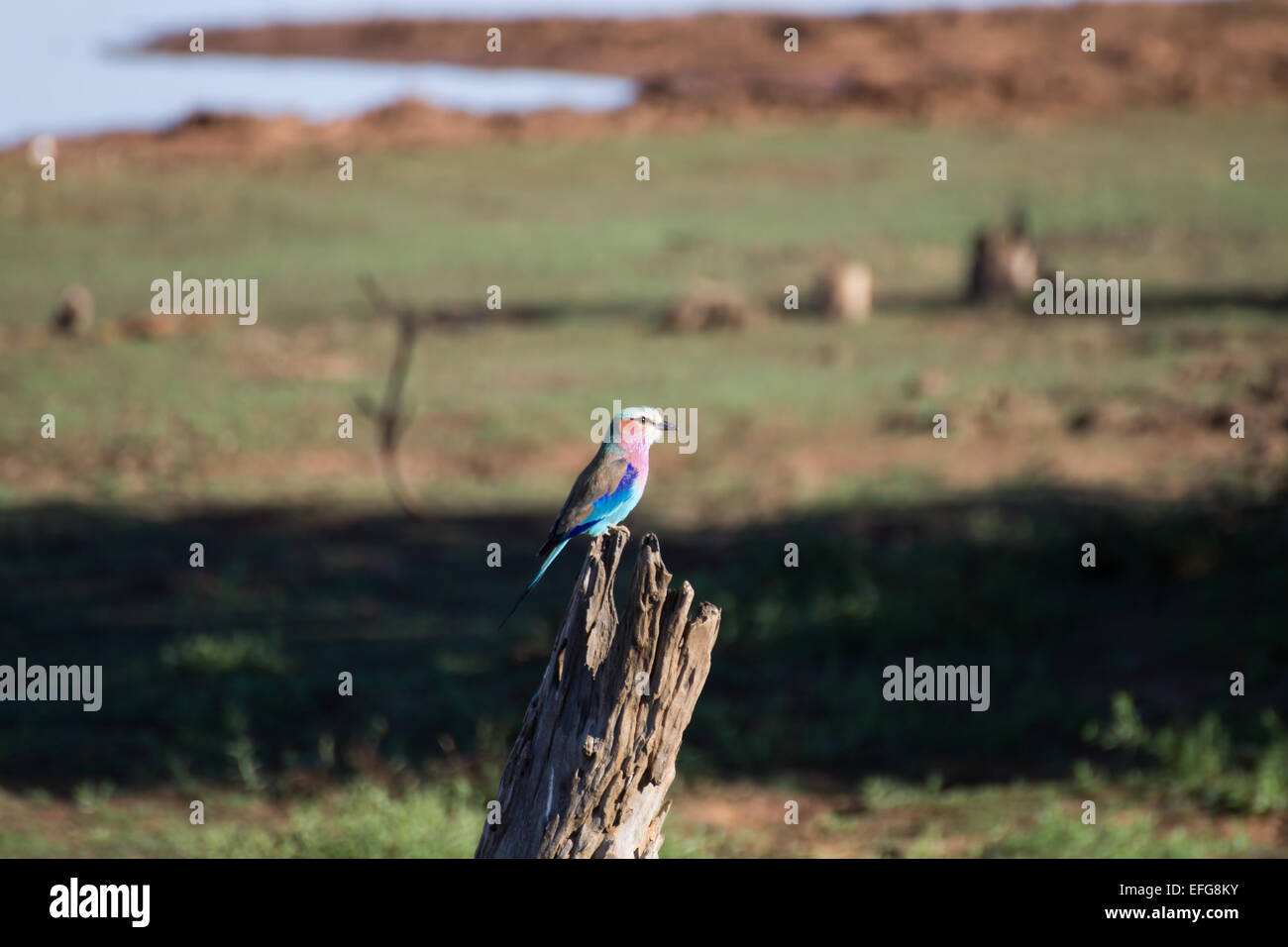 Coloured nature hi-res stock photography and images - Alamy