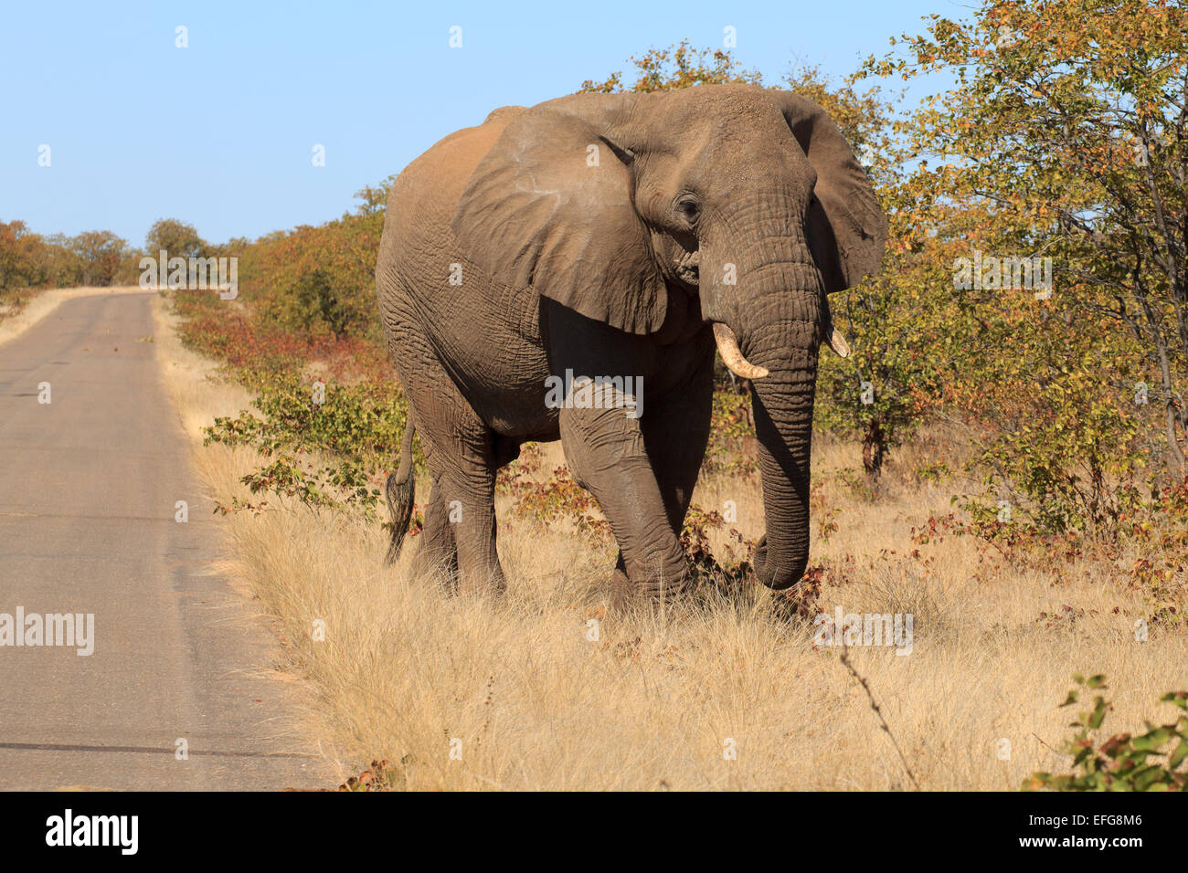 Elephant fangs hi-res stock photography and images - Alamy