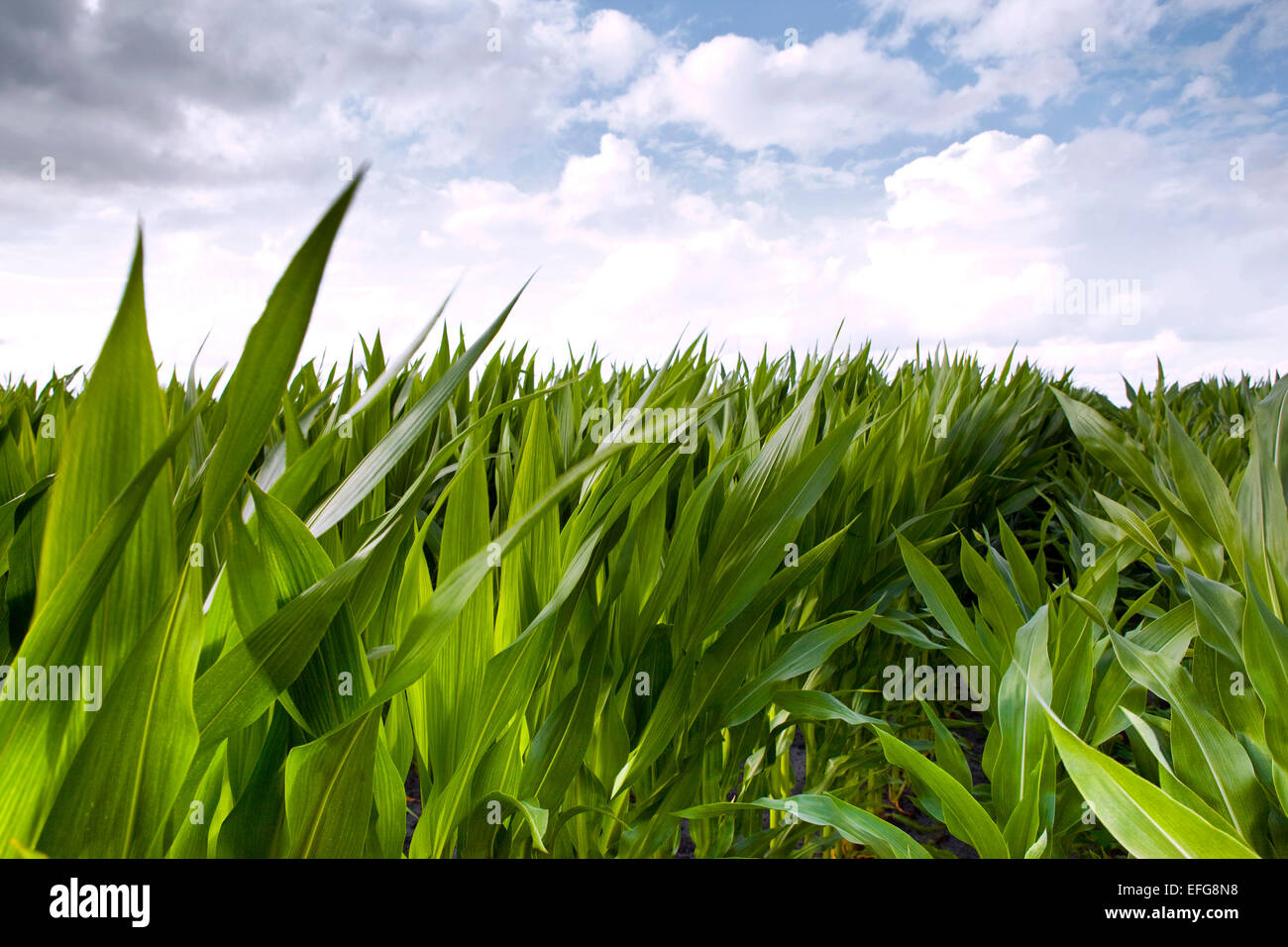 Countryside field corn hi-res stock photography and images - Alamy