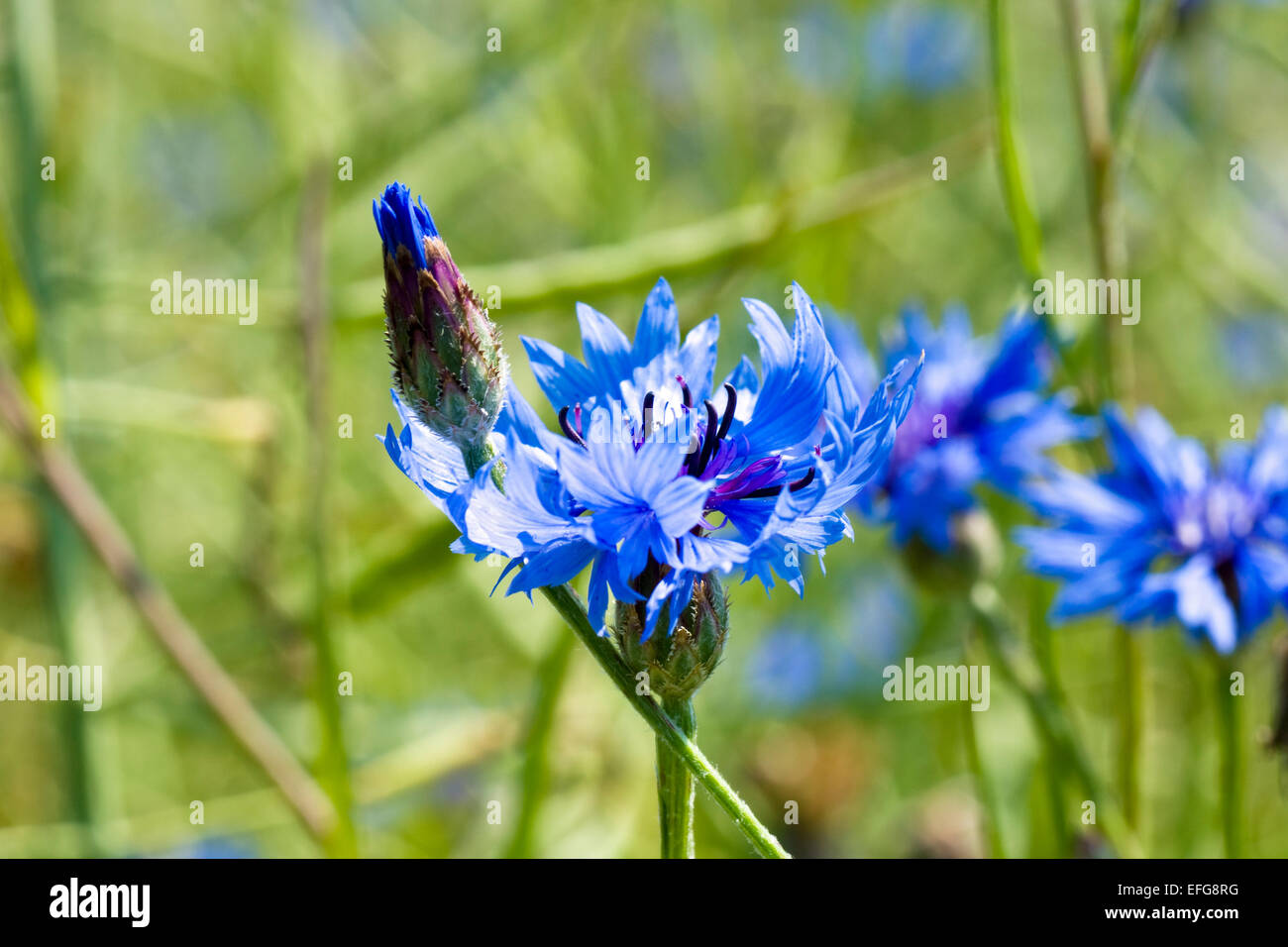 Corn pollination hi-res stock photography and images - Alamy