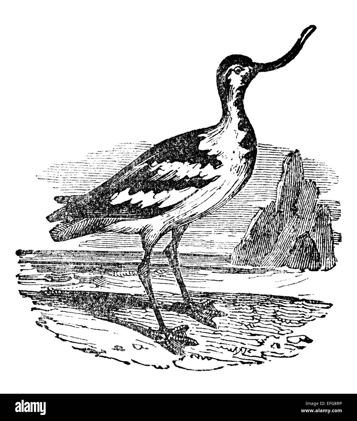 Avocet drawing Black and White Stock Photos & Images - Alamy