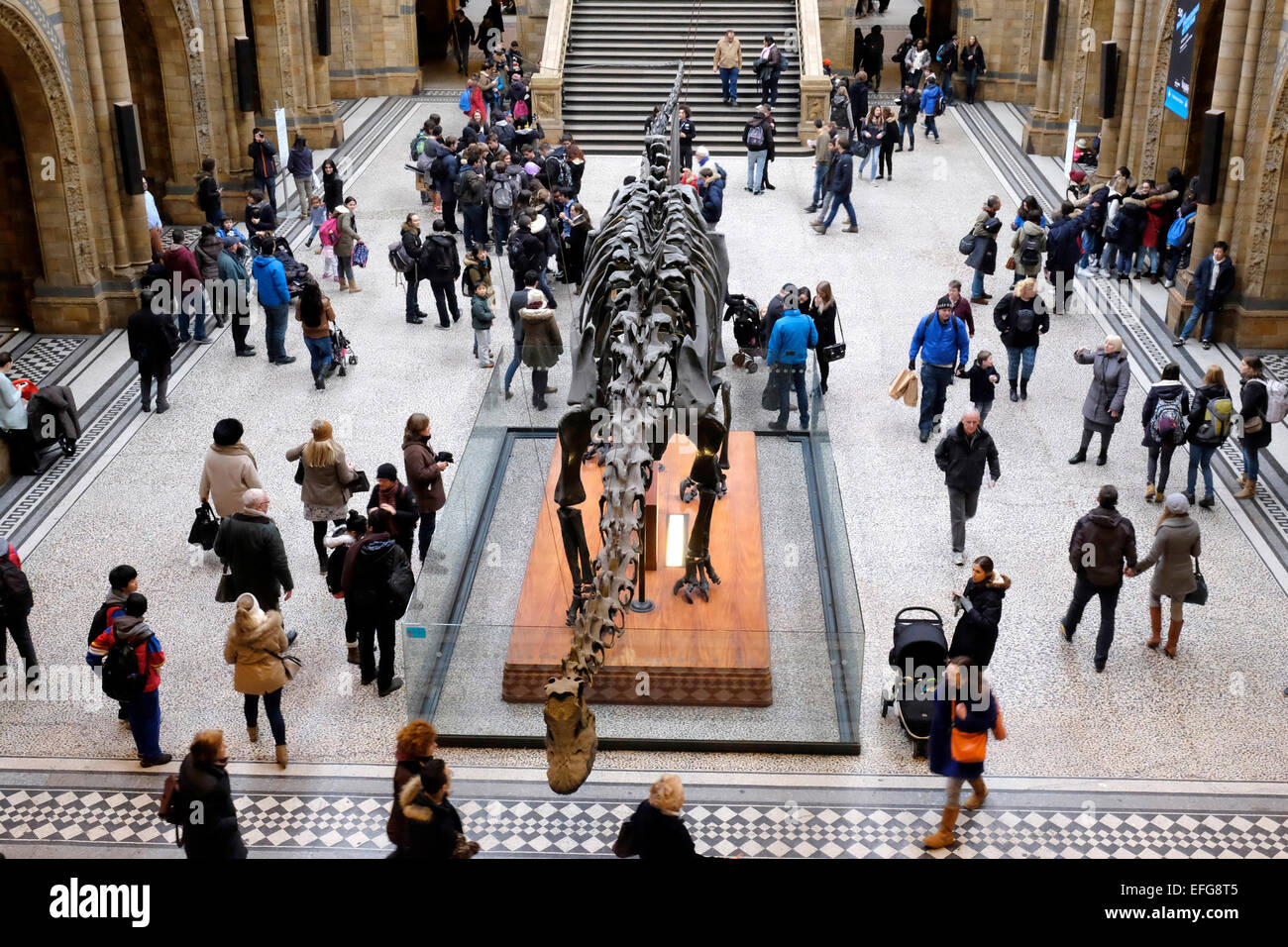 Natural history museum dinosaur hi-res stock photography and images - Alamy