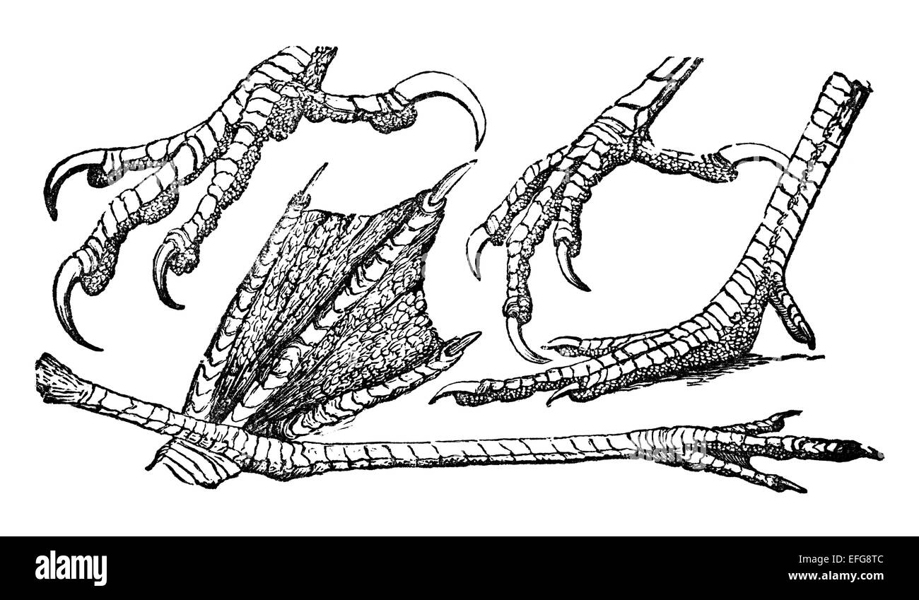 Bird feet Cut Out Stock Images & Pictures - Alamy