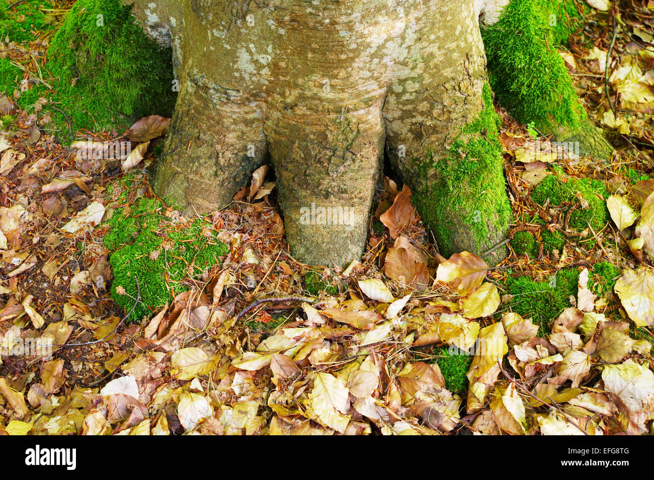 Beech Fagus sylvatica tree base in forest. Pomerania, northern Poland ...