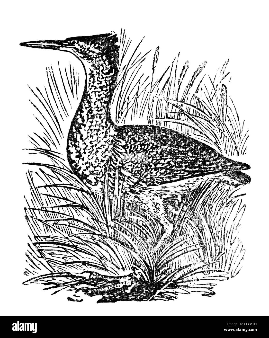 Victorian engraving of a bittern bird. Digitally restored image from a ...