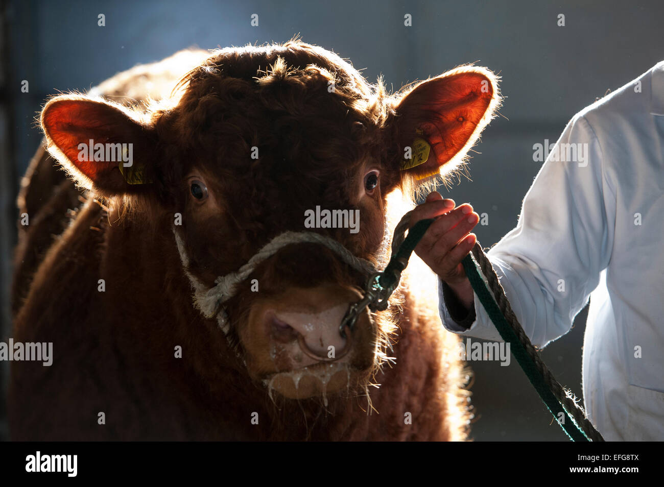 Scotland cattle auction hi-res stock photography and images - Alamy