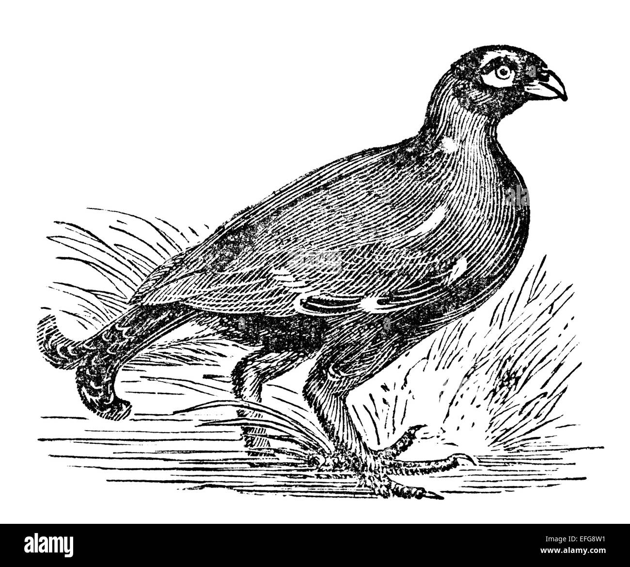 Grouse Black and White Stock Photos & Images - Alamy