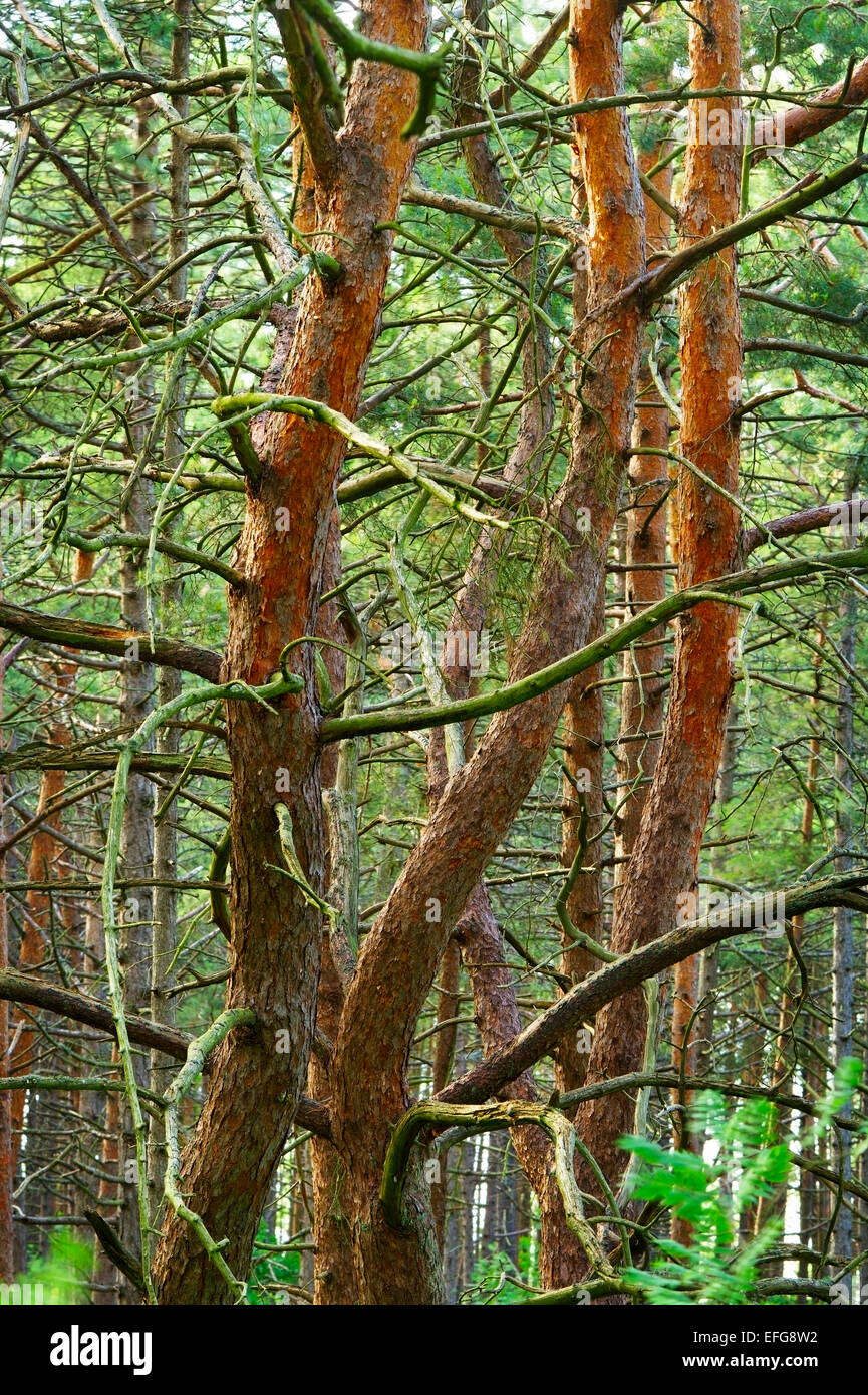 Scotch pine trunk High Resolution Stock Photography and Images - Alamy