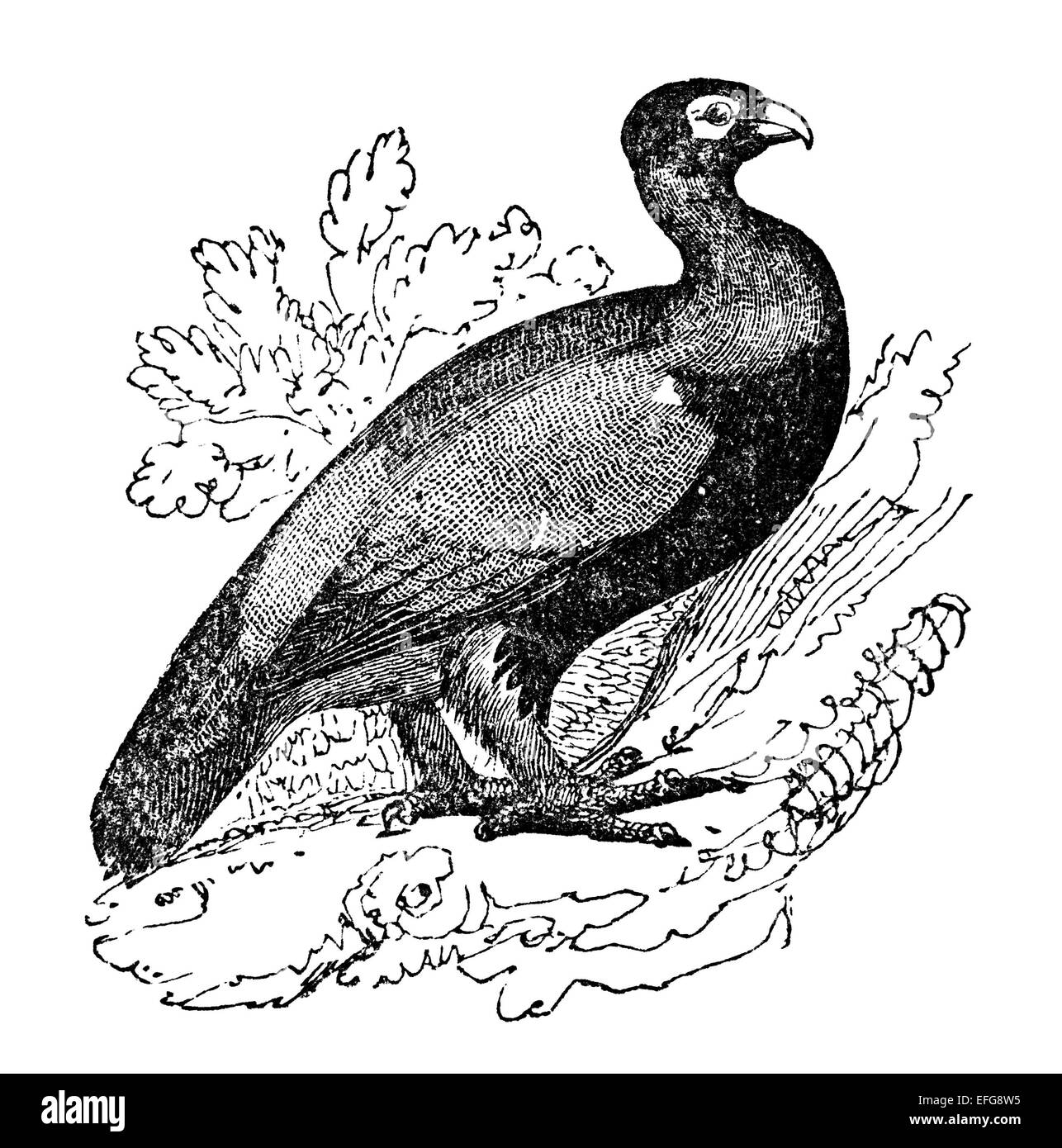 Vintage grouse Black and White Stock Photos & Images - Alamy