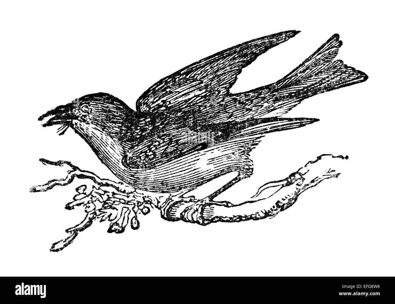 Bluebird drawing Black and White Stock Photos & Images - Alamy