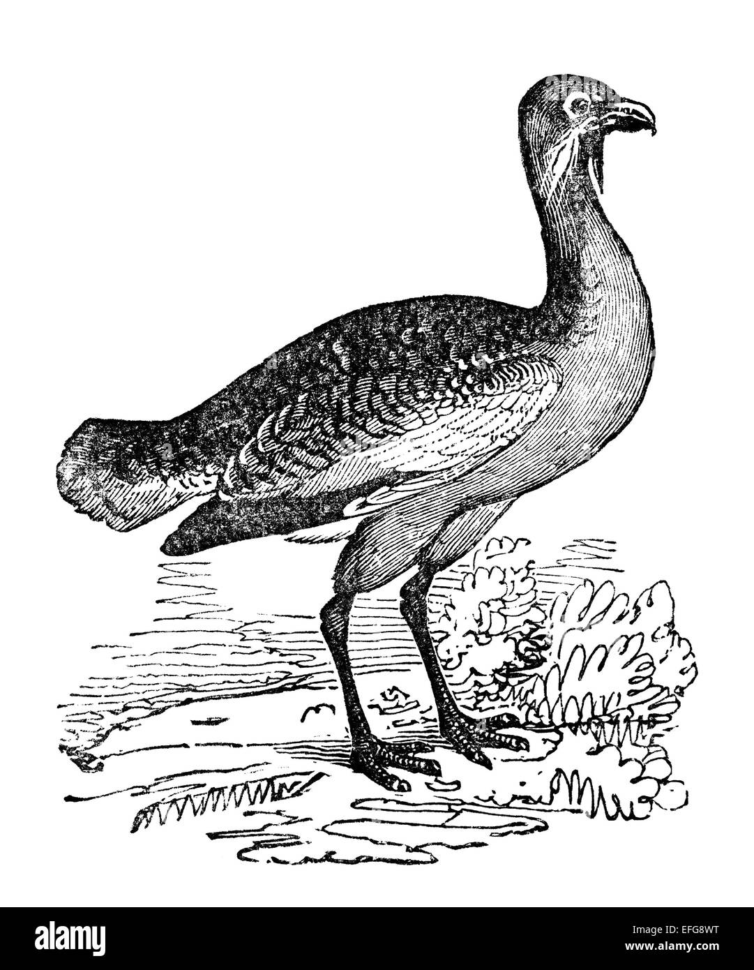 Victorian engraving of a bustard. Digitally restored image from a mid ...