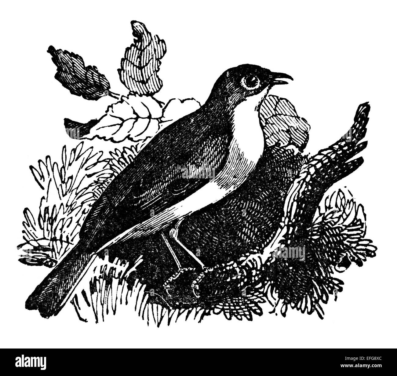 Victorian engraving of a babillard bird. Digitally restored image from ...