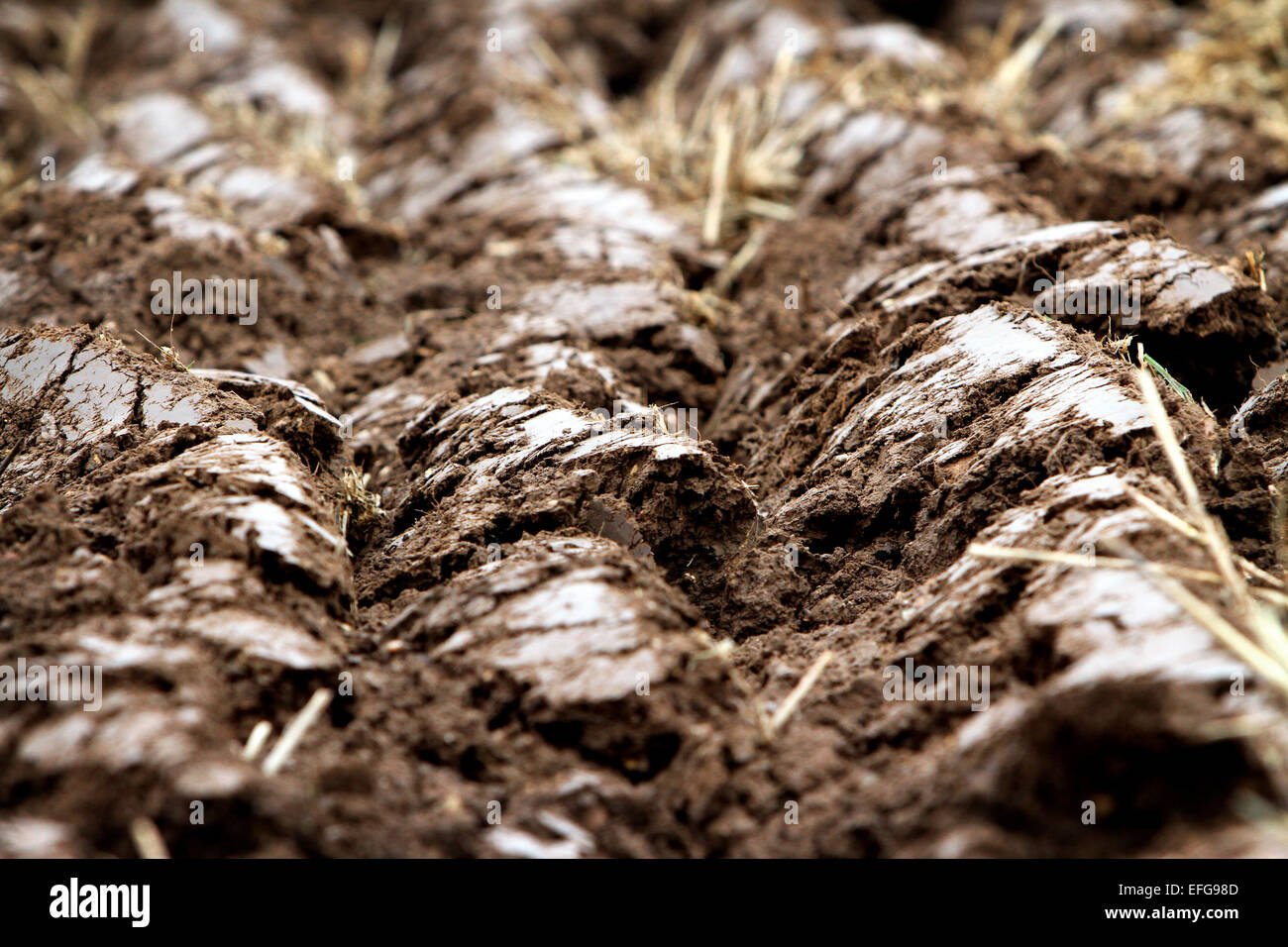 Freshly furrowed soil in field after ploughing at traditional ploughing ...