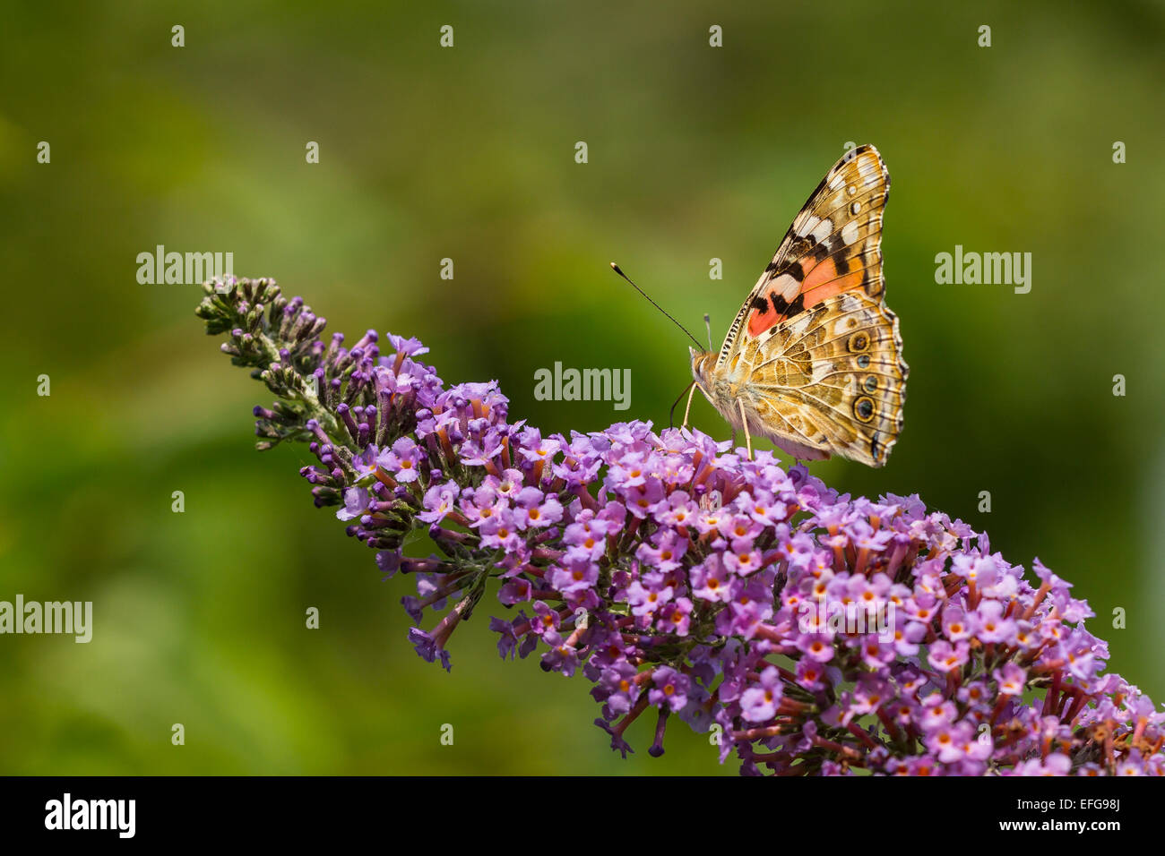 Painted Lady butterfly (vanessa cardu) feeding nectar from a purple ...