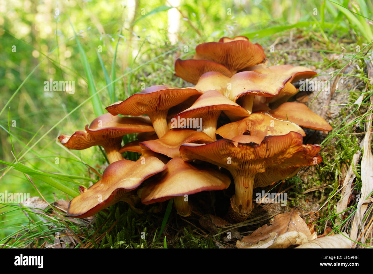 Yellow mushrooms clump growing on a tree stump. Hypholoma fasciculare ...