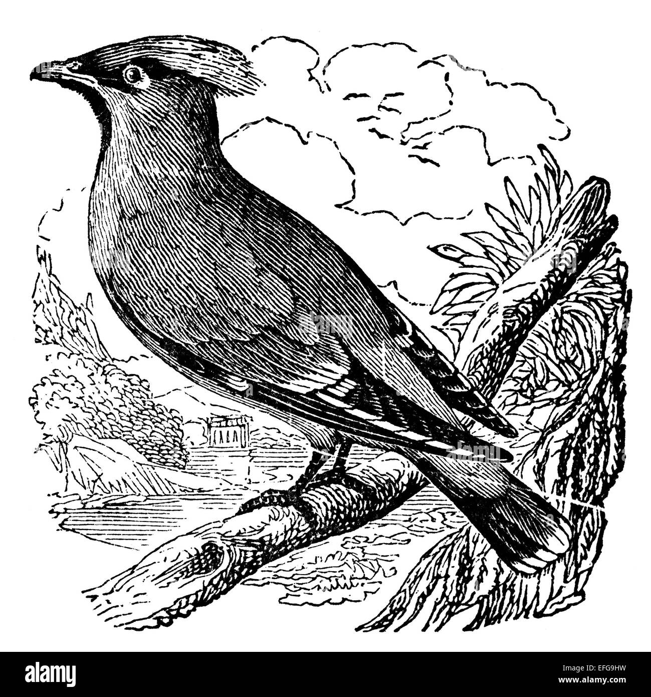 Victorian engraving of a chatterer bird. Digitally restored image from ...