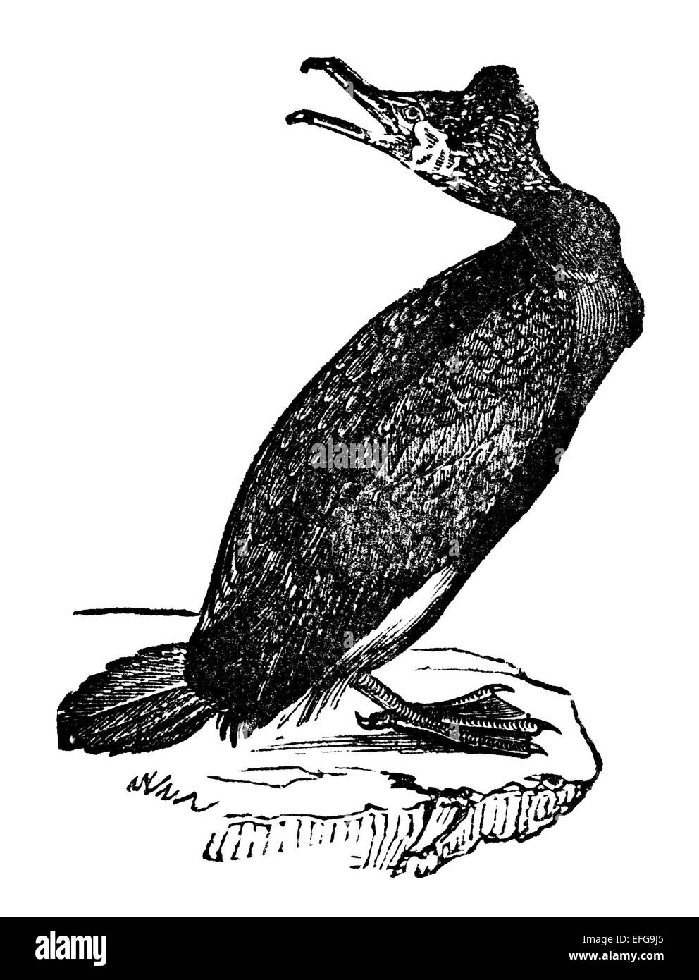 Cormorant drawing hi-res stock photography and images - Alamy
